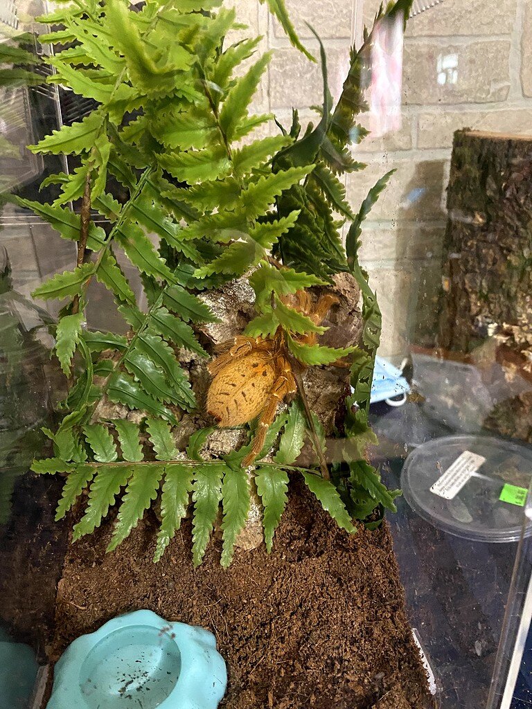 Rehoused my OBT - Spiders - MorphMarket Reptile Community