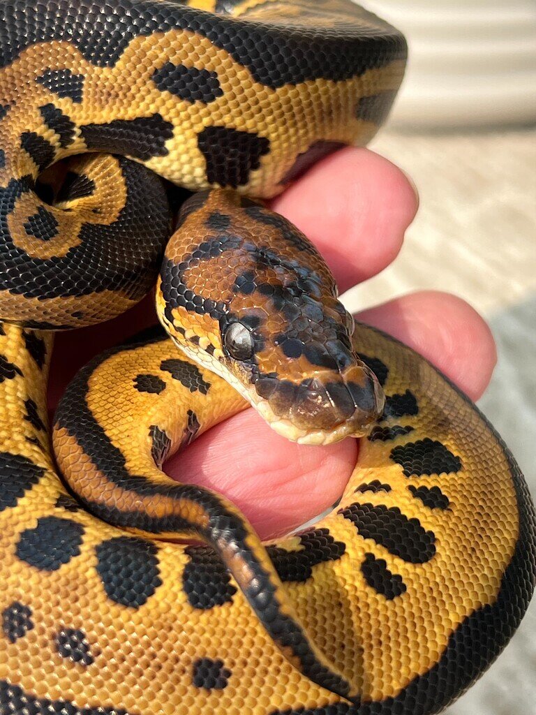 Happy Mother's Day to me! - Ball Pythons - MorphMarket Reptile Community