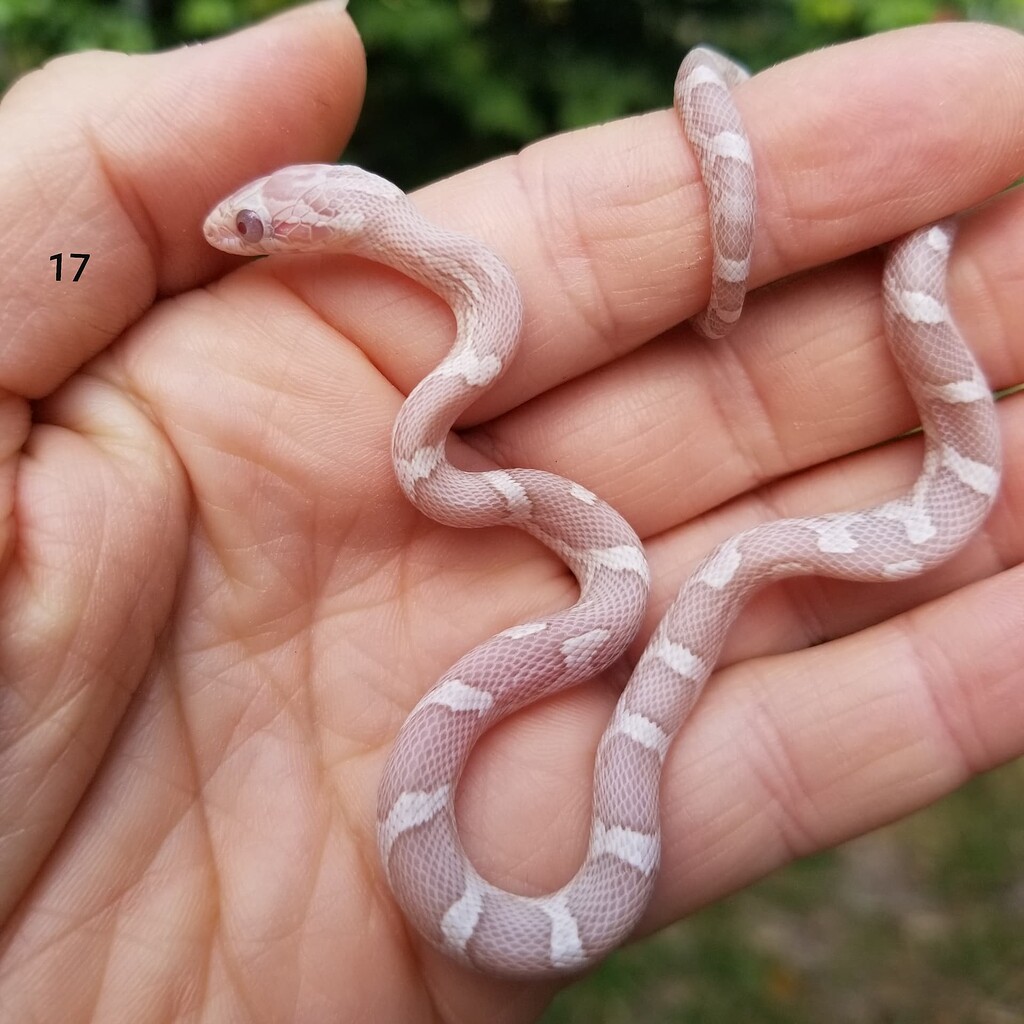Lavender clutch ID help - Corn Snakes - MorphMarket Reptile Community