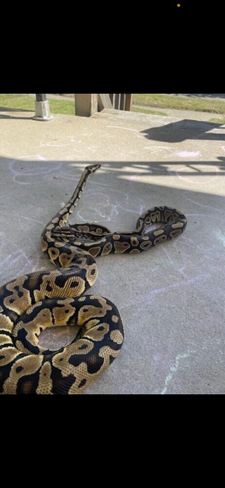 Morph identification pastel? - Ball Pythons - MorphMarket Reptile Community