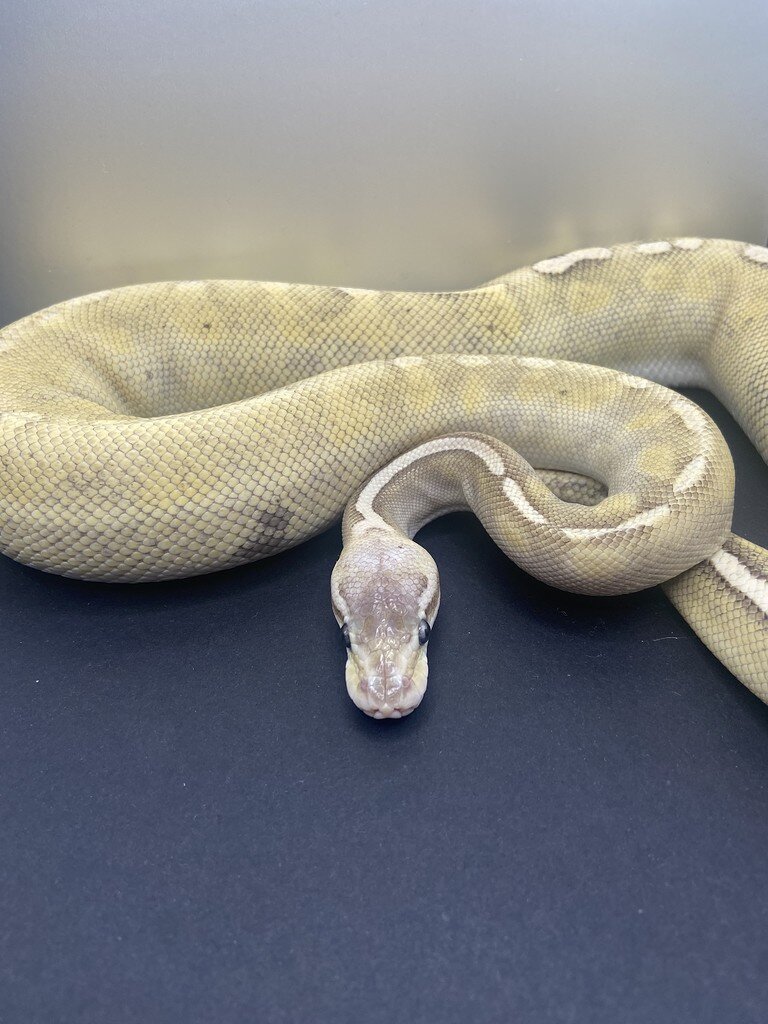 Identifying chocolate in GHI - Ball Pythons - MorphMarket Reptile Community