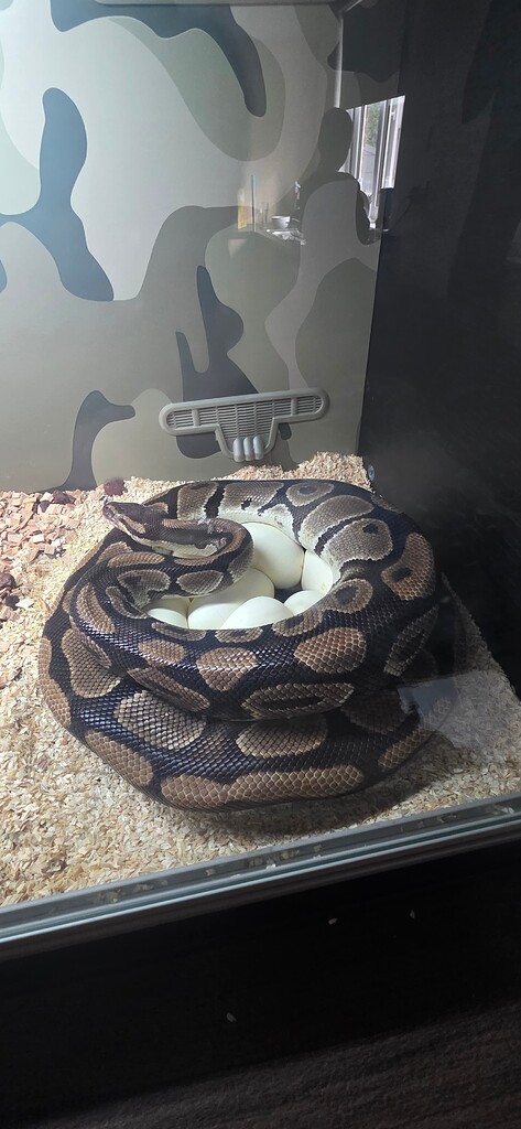 Can anyone help? 1st time breeder - Ball Pythons - MorphMarket Reptile ...