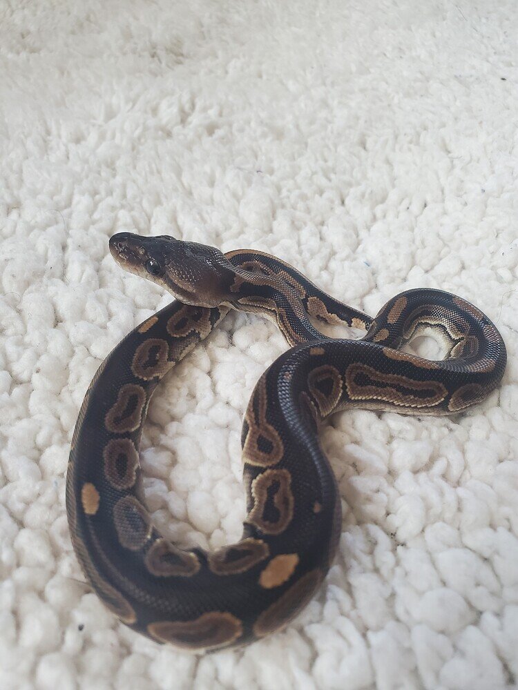 Help me identify morphs? Part 2 - Ball Pythons - MorphMarket Reptile ...