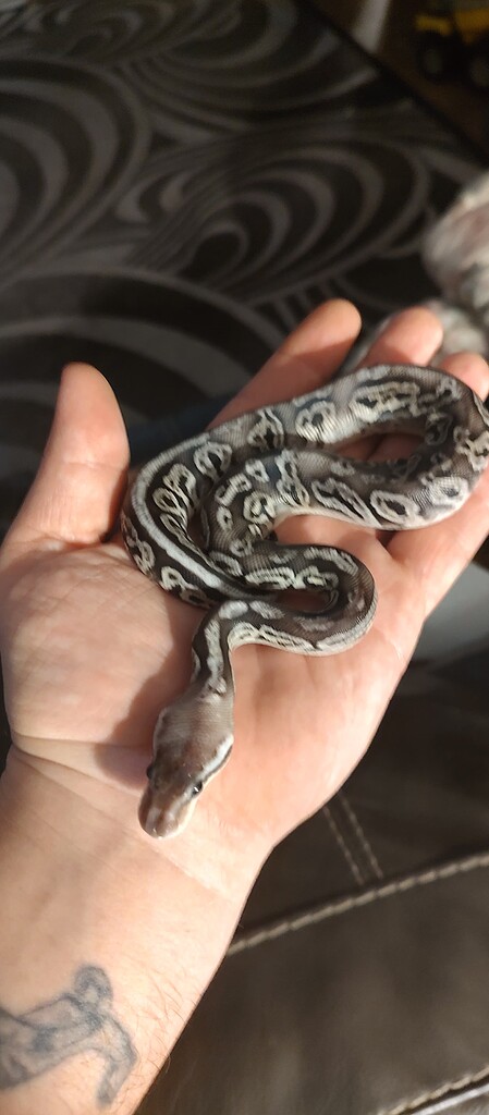 First clutch all after first shed - Ball Pythons - MorphMarket Reptile ...