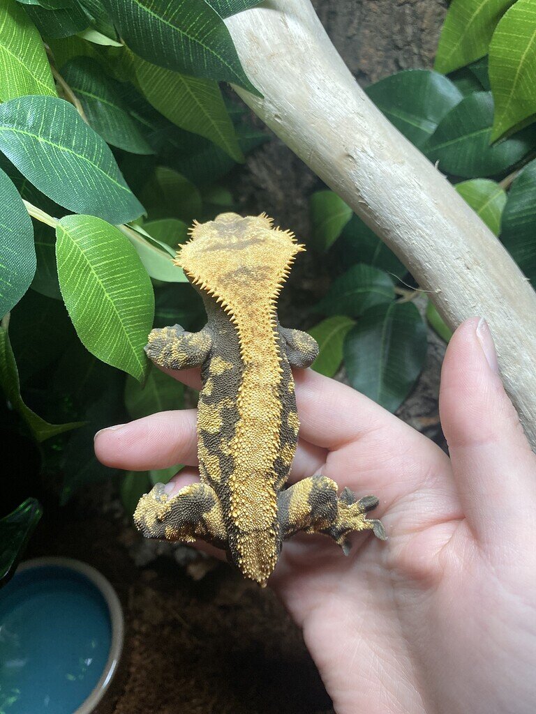 Morph Identification 2 - Crested Geckos - MorphMarket Reptile Community