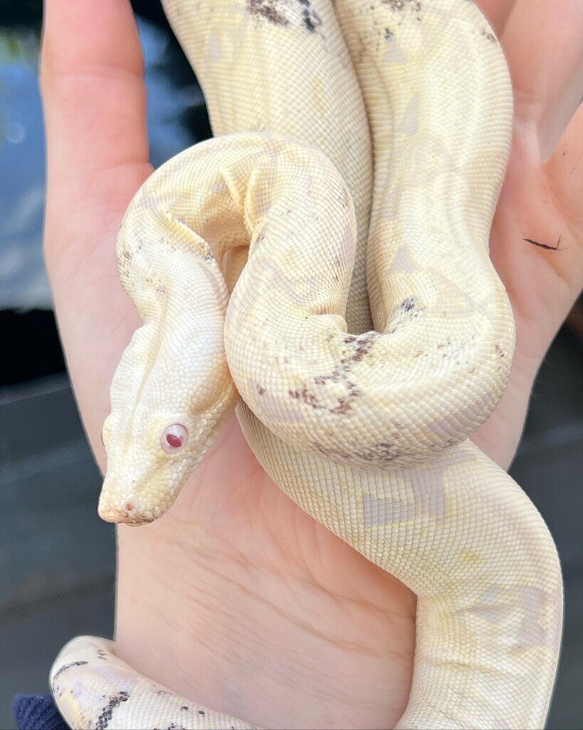 Meet Padmé! 🤍 (Moonglow Paradox) - Boa Constrictors - MorphMarket ...