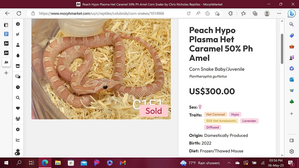 Request to add gene: Peach in Corn Snakes - Genetics & Species ...