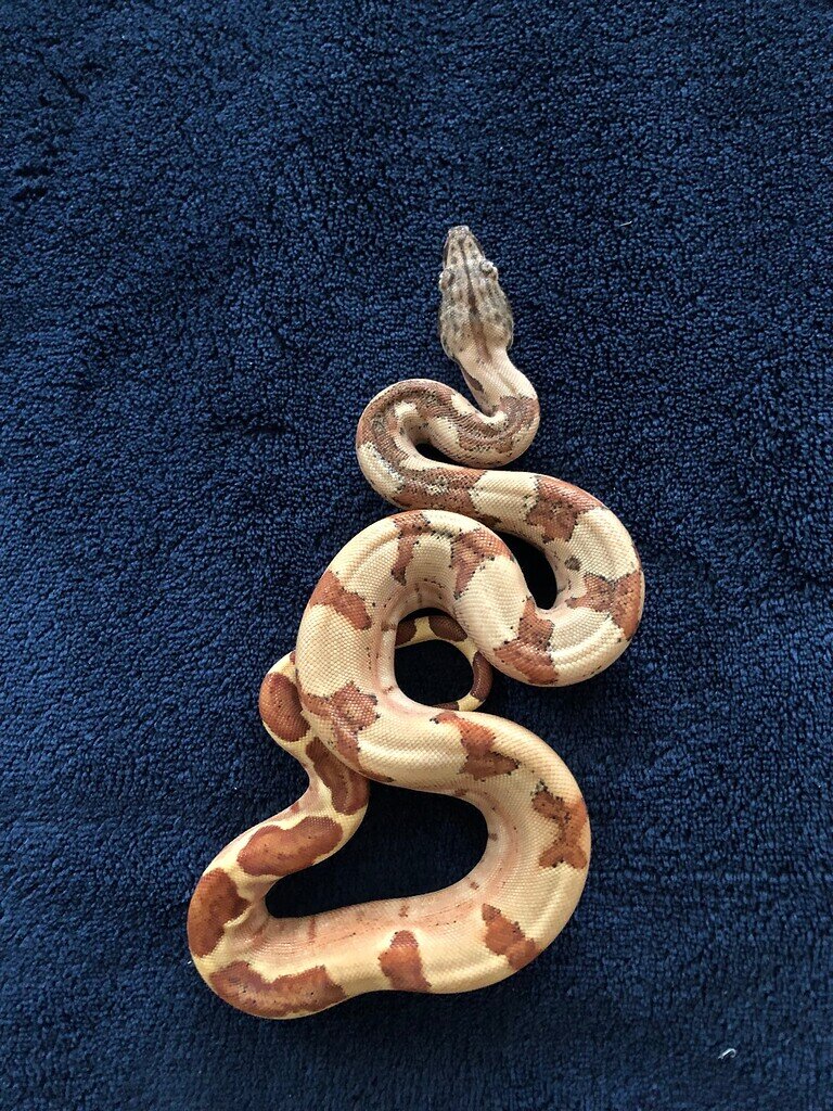 My 11 little surprise boa babies - Boa Constrictors - MorphMarket ...