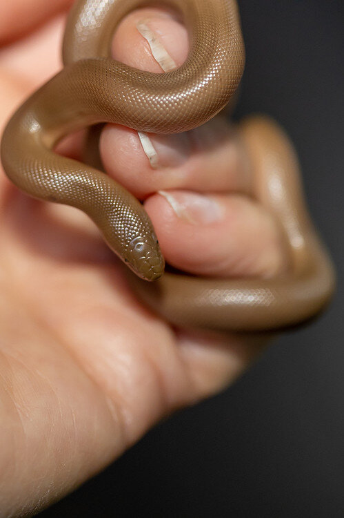 Idaho Rubber Boas, Charina bottae - Other Boas - MorphMarket Reptile ...
