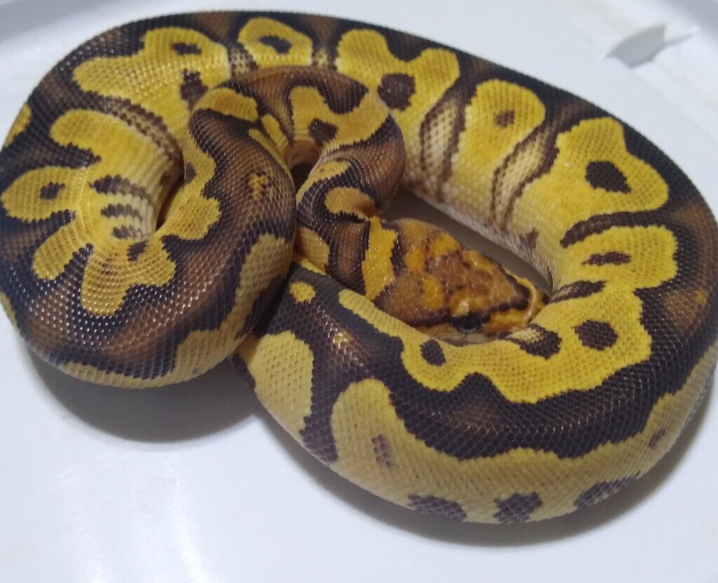 Updated photo: hydra clown - Ball Pythons - MorphMarket Reptile Community