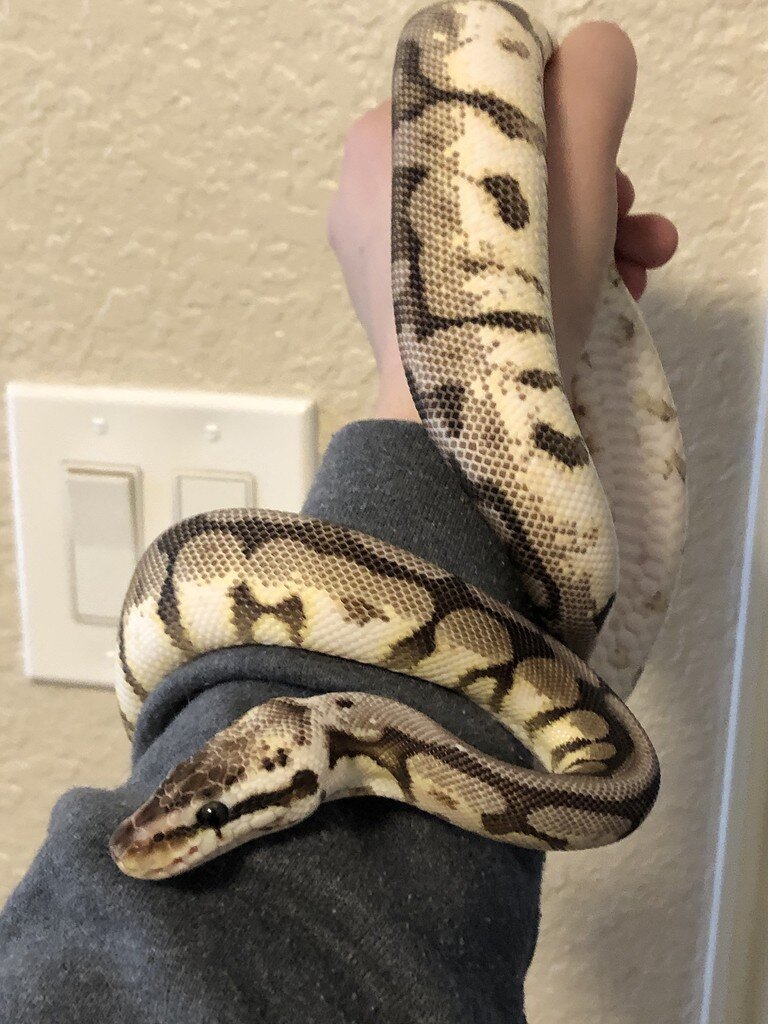 What should I pair this female with? - Ball Pythons - MorphMarket ...
