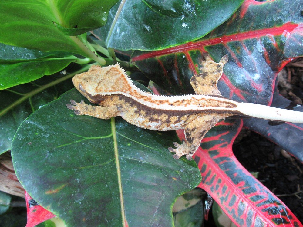 Crested Gecko Morph / Trait Guide - Crested Geckos - MorphMarket ...