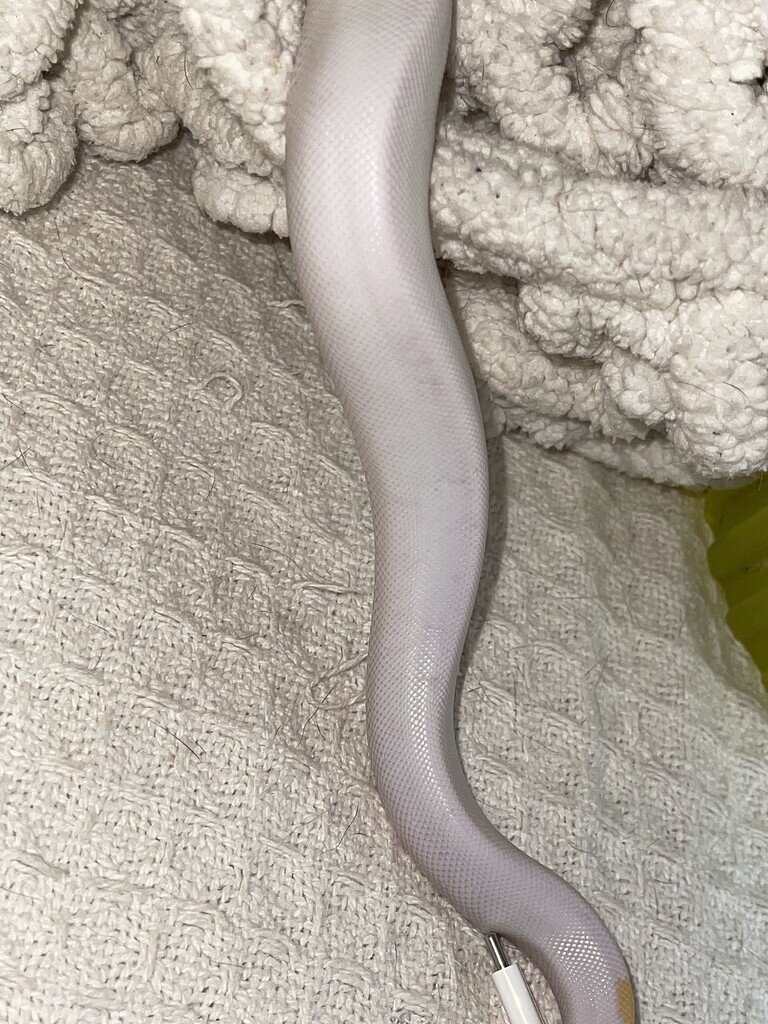 Baby ball python squeezing into tight spaces - Ball Pythons ...