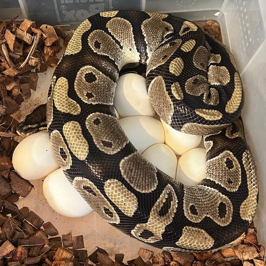 Are these the 1st ever CB Volta eggs? - Ball Pythons - MorphMarket ...