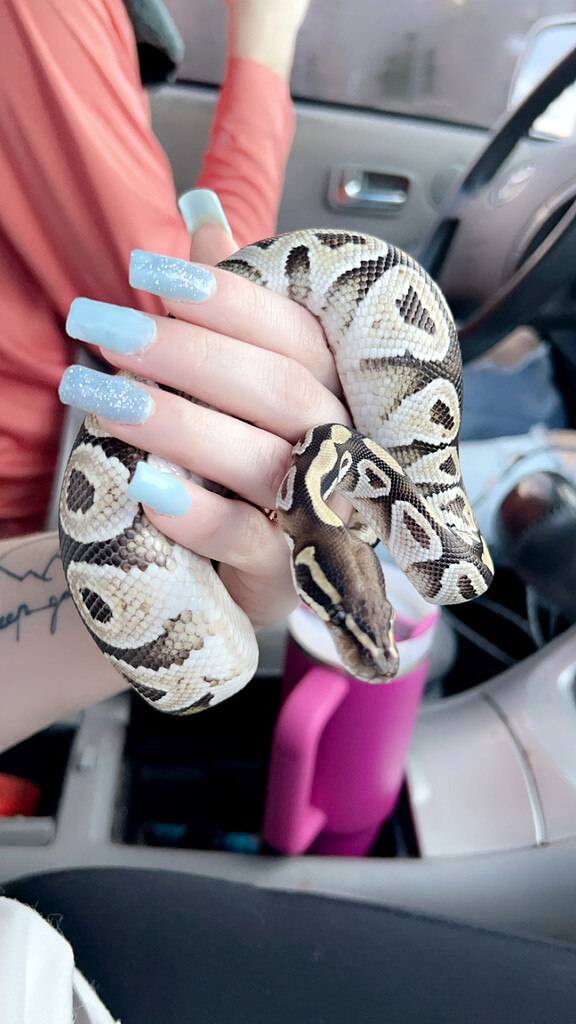 Help me? Not sure what morphe my pretty girl is - Ball Pythons ...