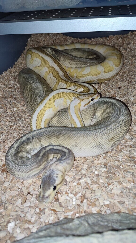 2023 First Ever Clutch || ID Help - Ball Pythons - MorphMarket Reptile ...
