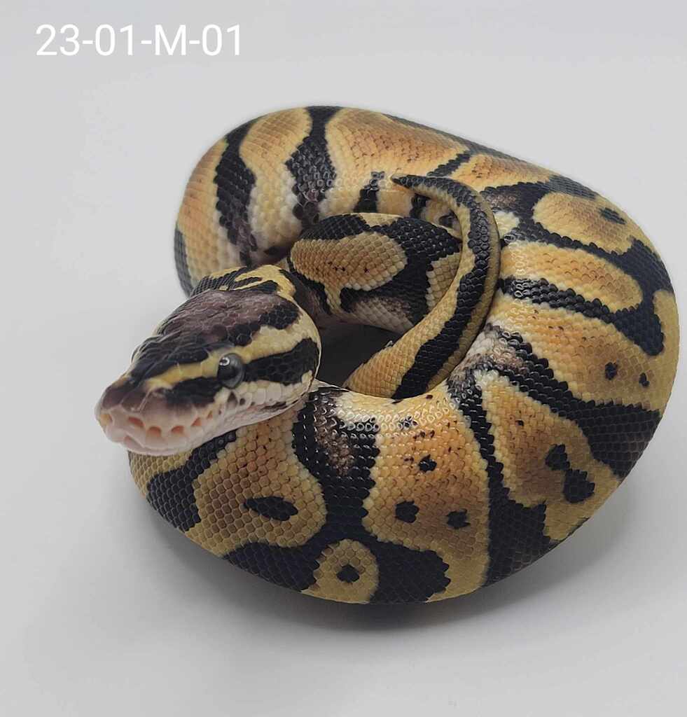 Polymorphism is annoying. Ball Pythons - Ball Pythons - MorphMarket ...