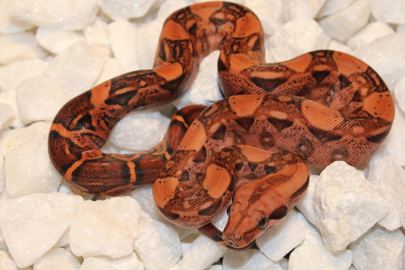 New Blood Boa! - Boa Constrictors - MorphMarket Reptile Community