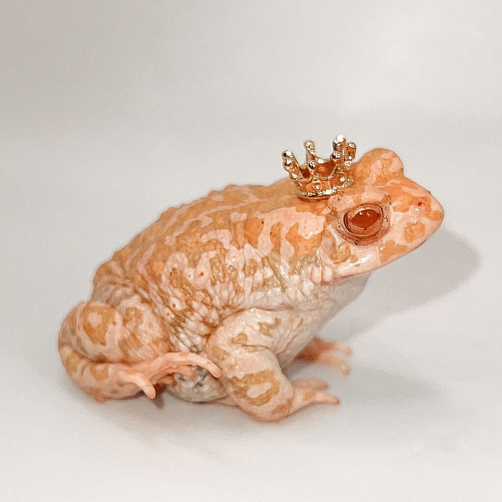 Breeding Toads - Amphibians - MorphMarket Reptile Community