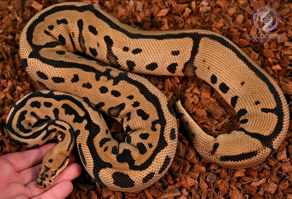 Batman ♀️ with a bit of size - Ball Pythons - MorphMarket Reptile Community