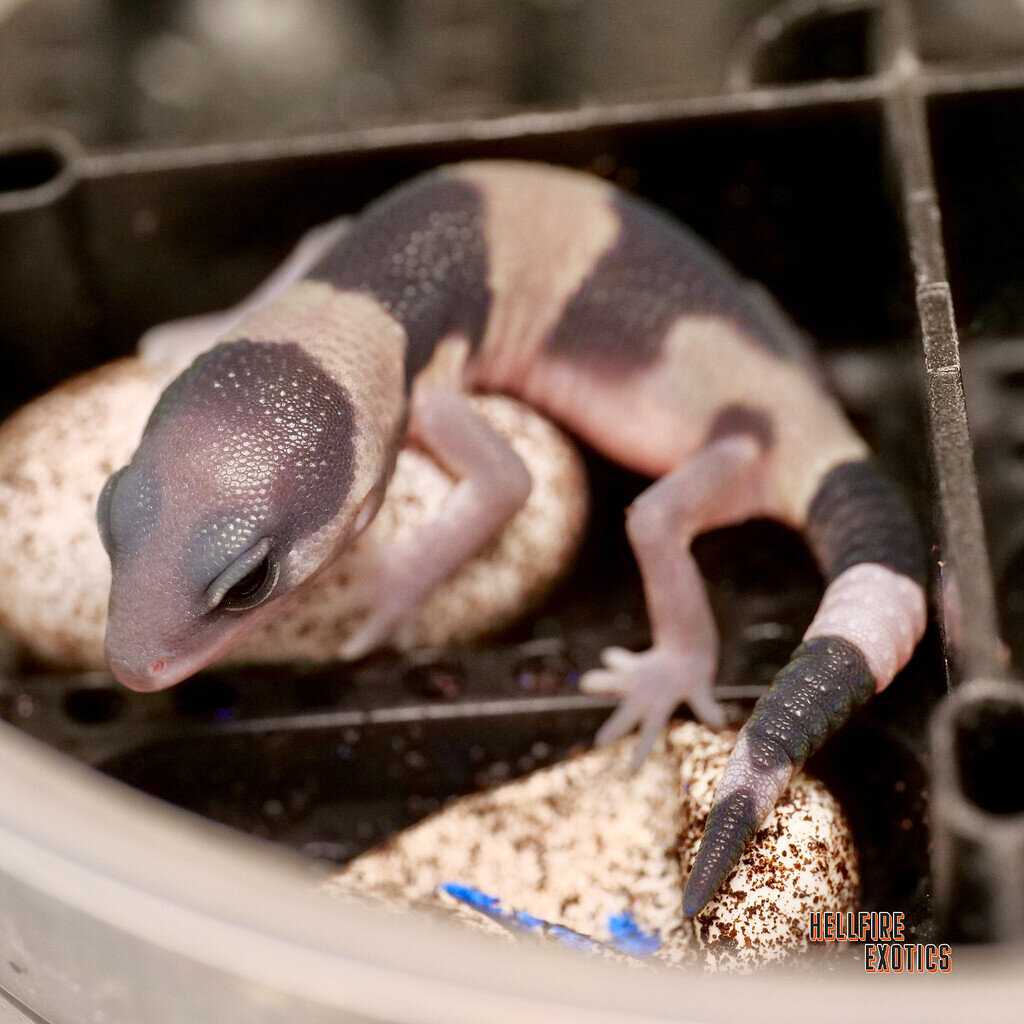 Some nice triple het Fat Tails popping out today 😃 - Fat-Tailed Geckos ...