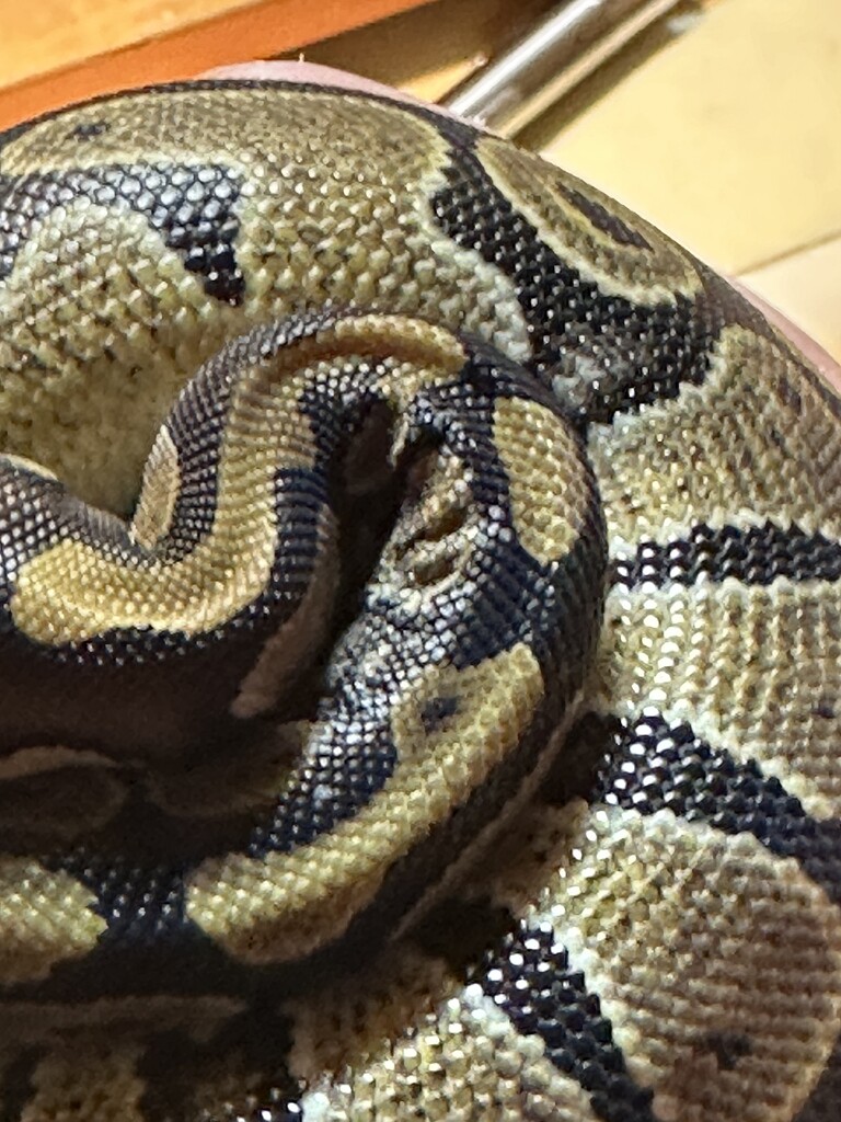 Help identifying this? - Ball Pythons - MorphMarket Reptile Community