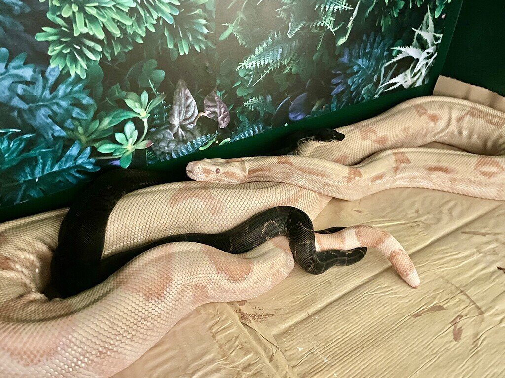 BCi Pair Ready to Breed in September in San Diego, CA? Should I let ...