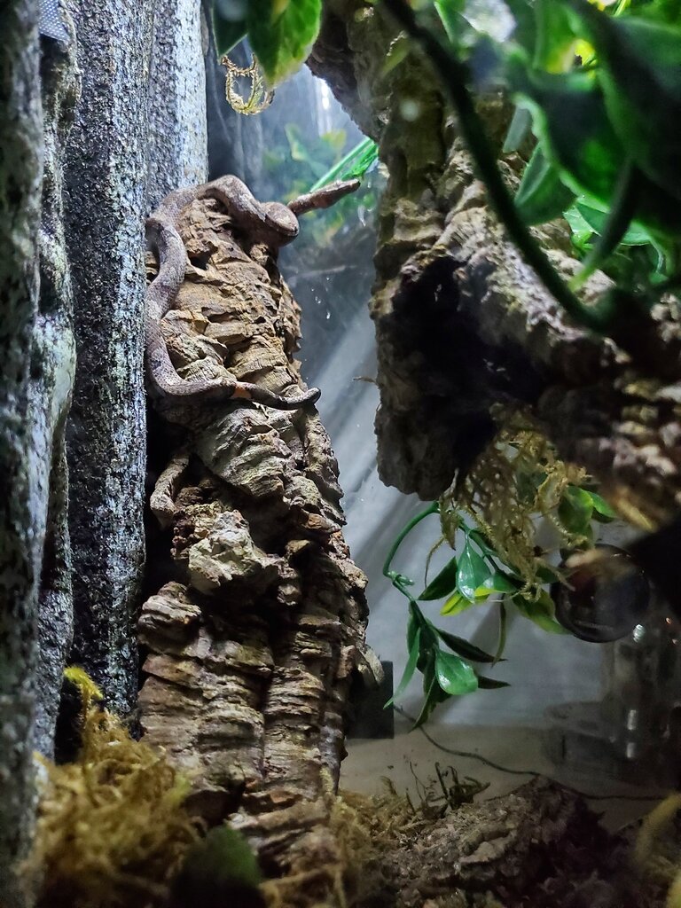 NEED HELP! Indonesian Tree Boa - Other Boas - MorphMarket Reptile Community