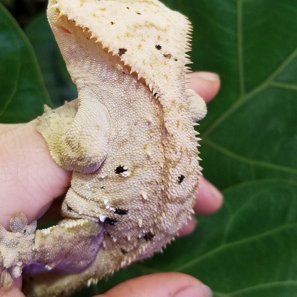 Dragon spines - Crested Geckos - MorphMarket Reptile Community