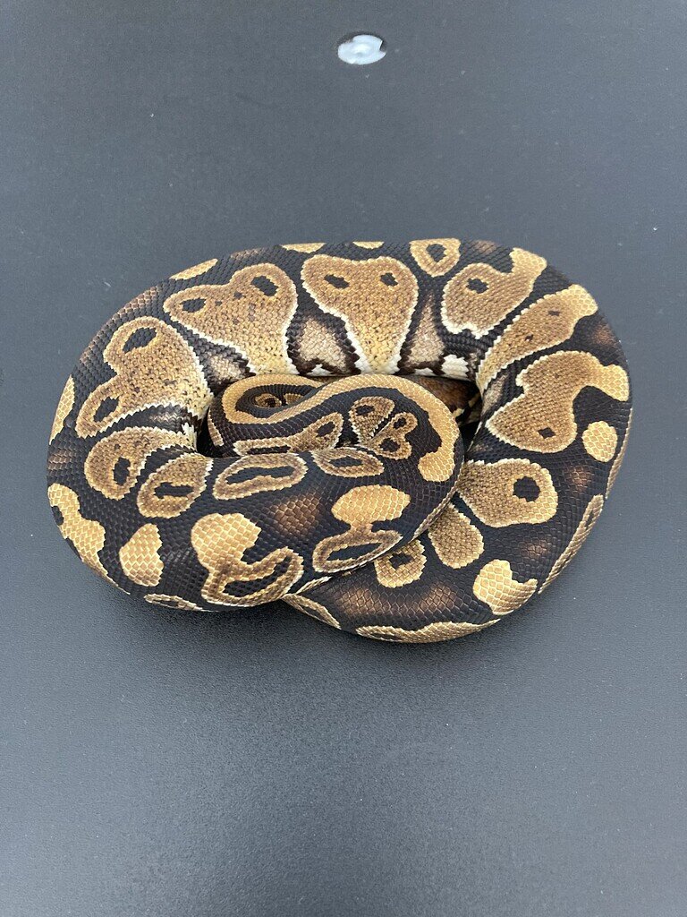 Help identifying possible hidden gene - Ball Pythons - MorphMarket ...