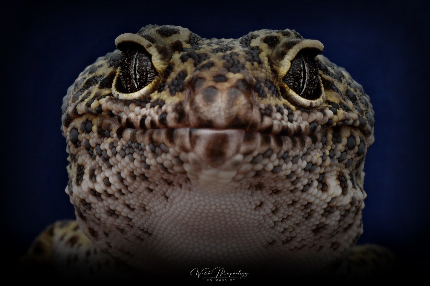 Black knight - Leopard Geckos - MorphMarket Reptile Community