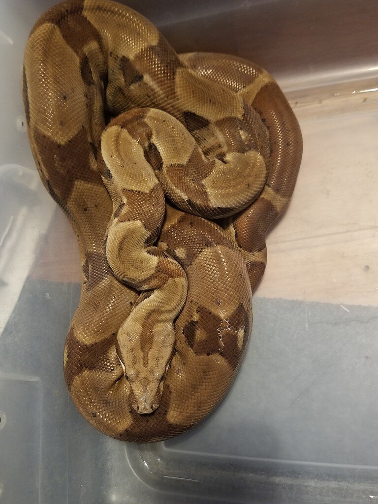 Need help Boa identification - Boa Constrictors - MorphMarket Reptile ...