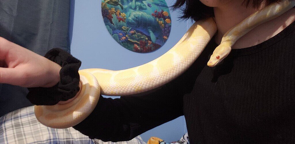 Just Sir being Sir - Ball Pythons - MorphMarket Reptile Community