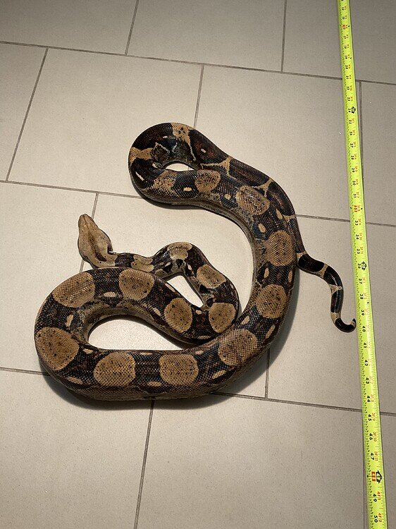 Identification of these two boas - Boas - MorphMarket Reptile Community