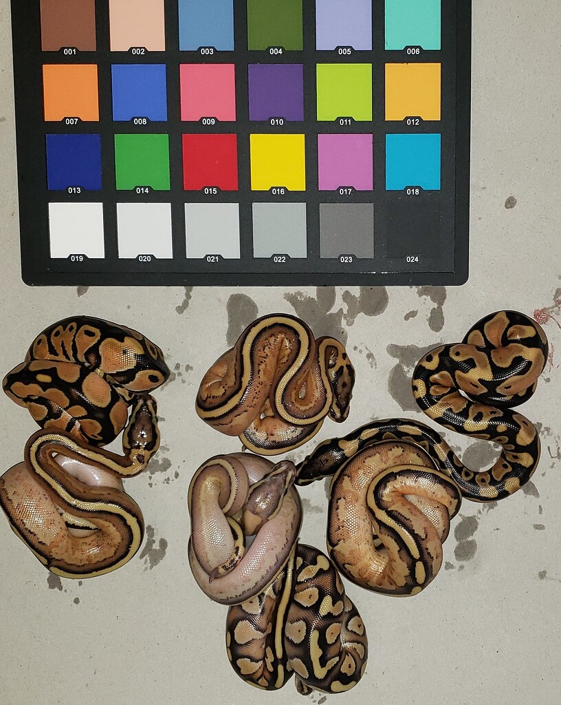 Some Super Stripes - Ball Pythons - MorphMarket Reptile Community