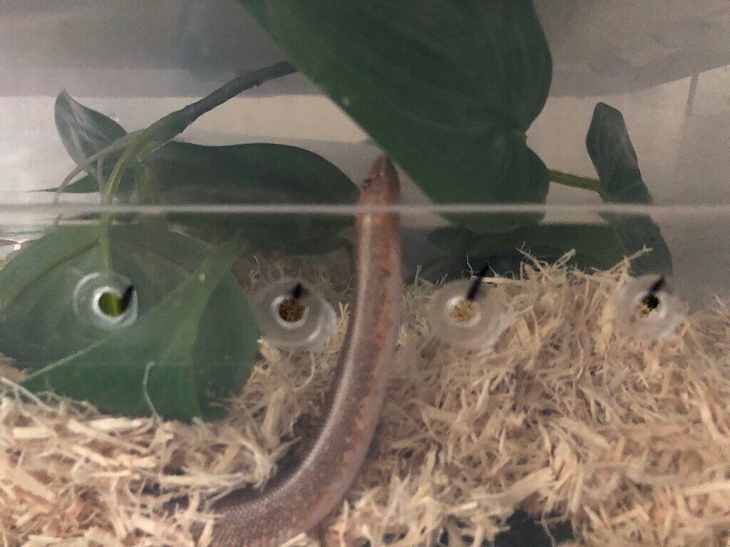 Wilhelm is looking for his fuzzy! - Sand Boas - MorphMarket Reptile ...