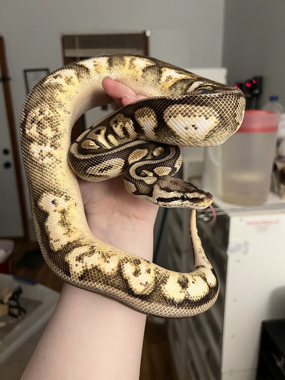 Regurgitation or poop? Or what? - Ball Pythons - MorphMarket Reptile ...