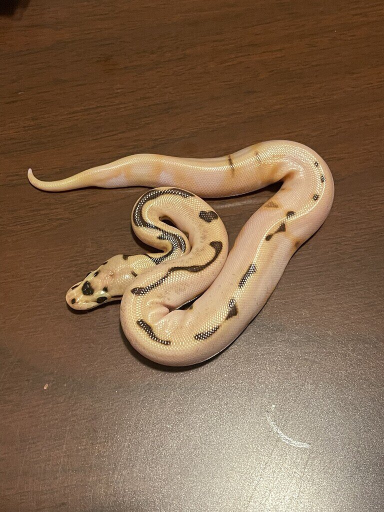 Help us identify! - Ball Pythons - MorphMarket Reptile Community