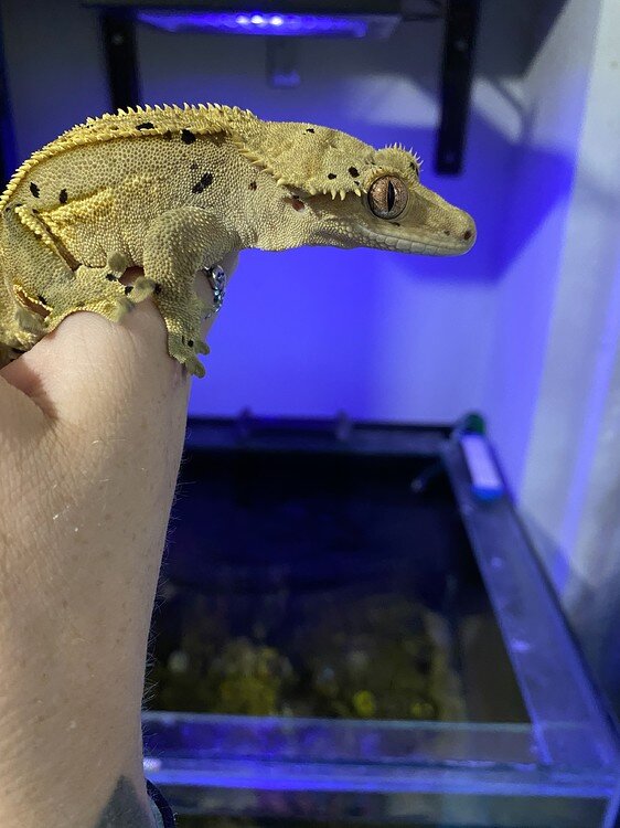 Finally some pics of Spike! - Crested Geckos - MorphMarket Reptile ...