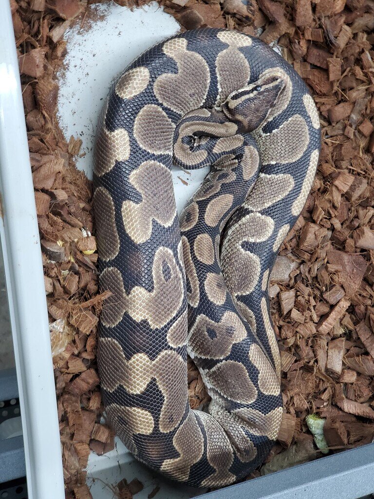 Morph id? big girl thought was a normal - Ball Pythons - MorphMarket ...