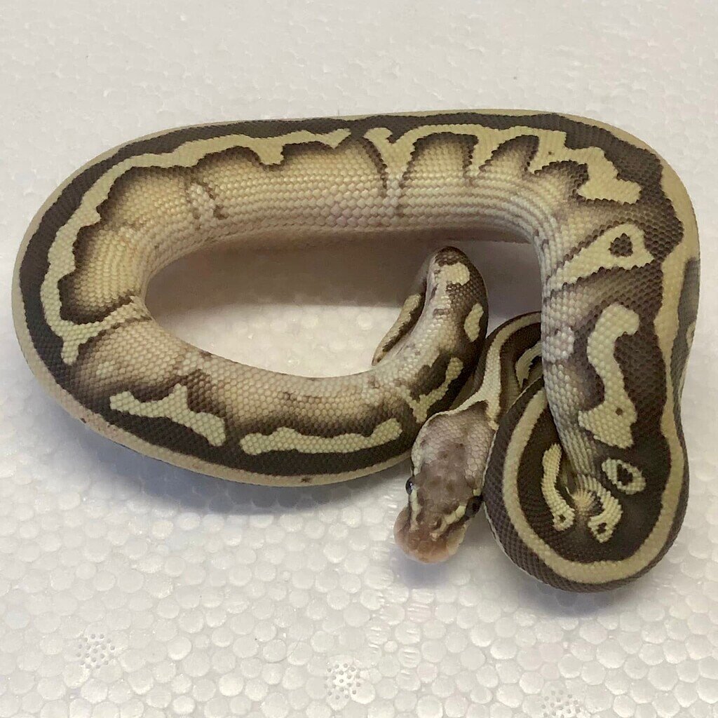 3 genes that work nice together 😍 - Ball Pythons - MorphMarket Reptile ...