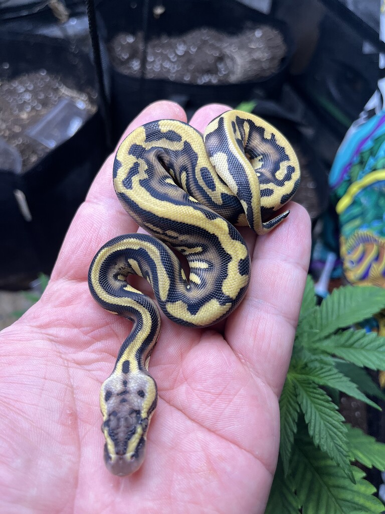 New Stranger i produced has me confused - Ball Pythons - MorphMarket Reptile Community