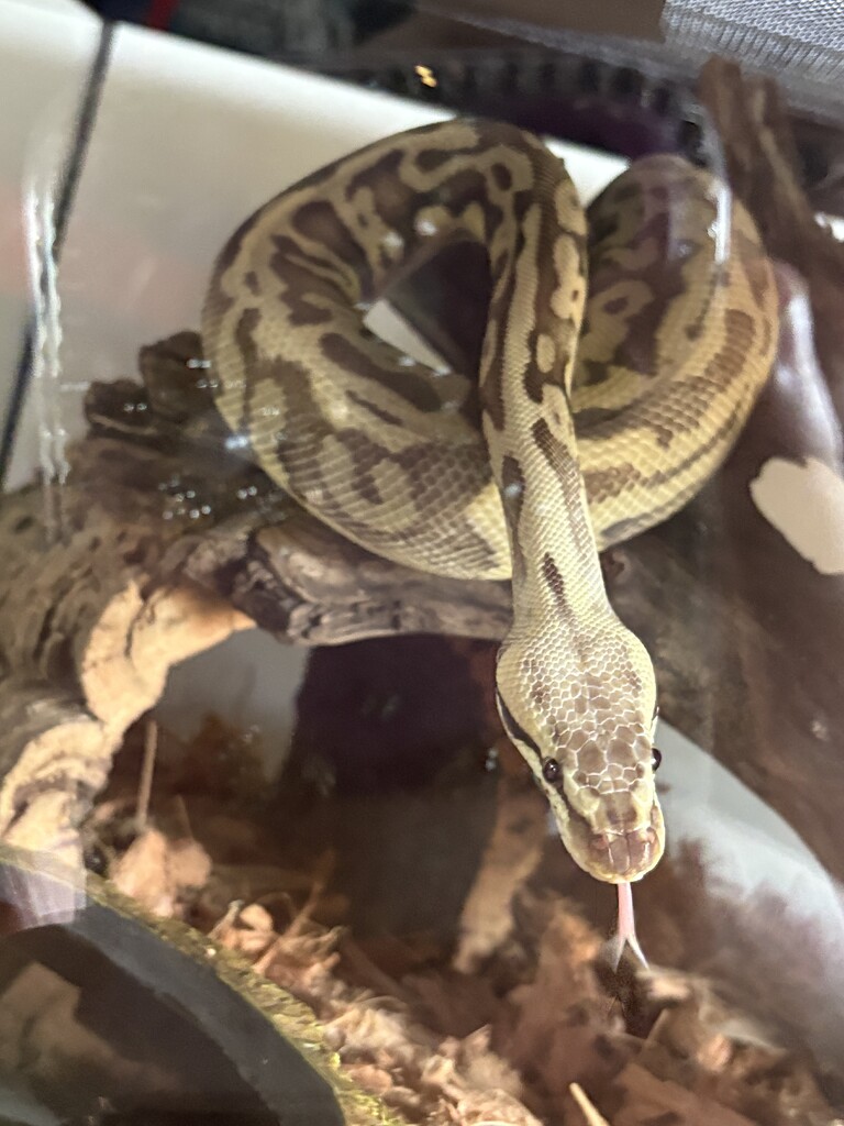 Best Pairing? - Ball Pythons - MorphMarket Reptile Community