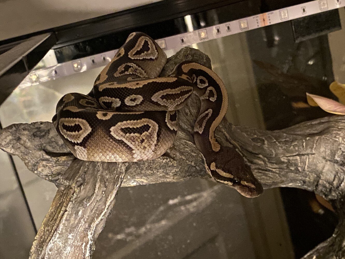 Show me your Alien heads - Ball Pythons - MorphMarket Reptile Community