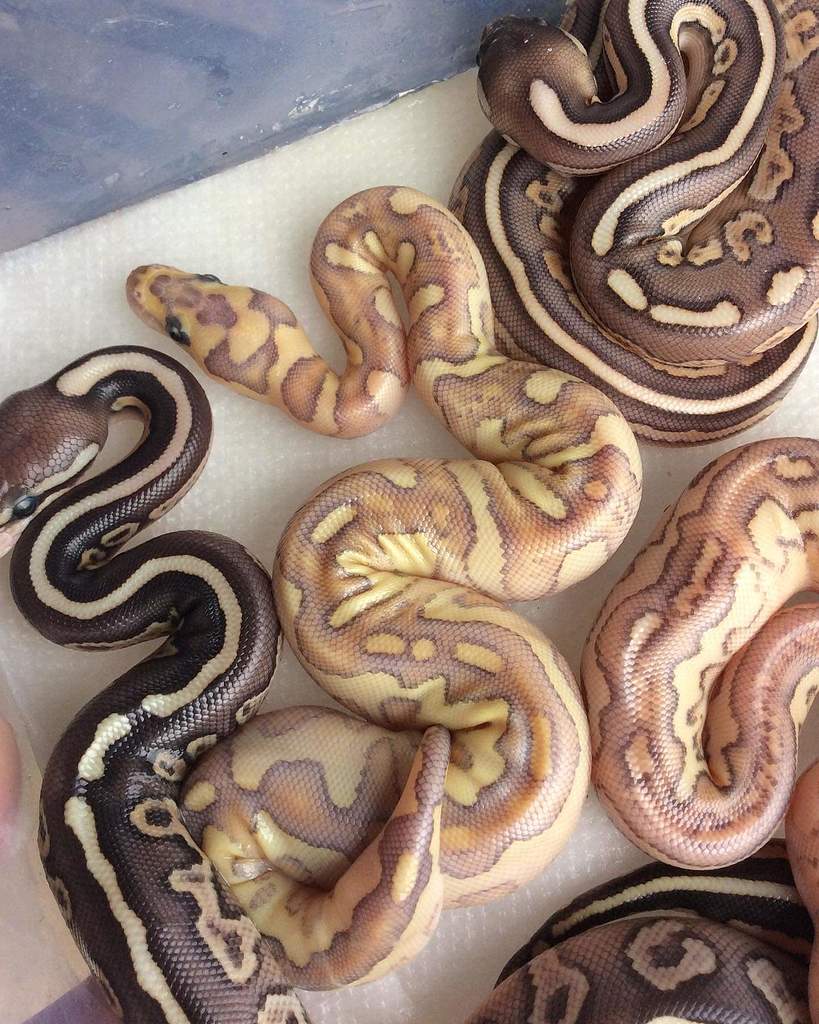 Sneak peak combo clown - Ball Pythons - MorphMarket Reptile Community