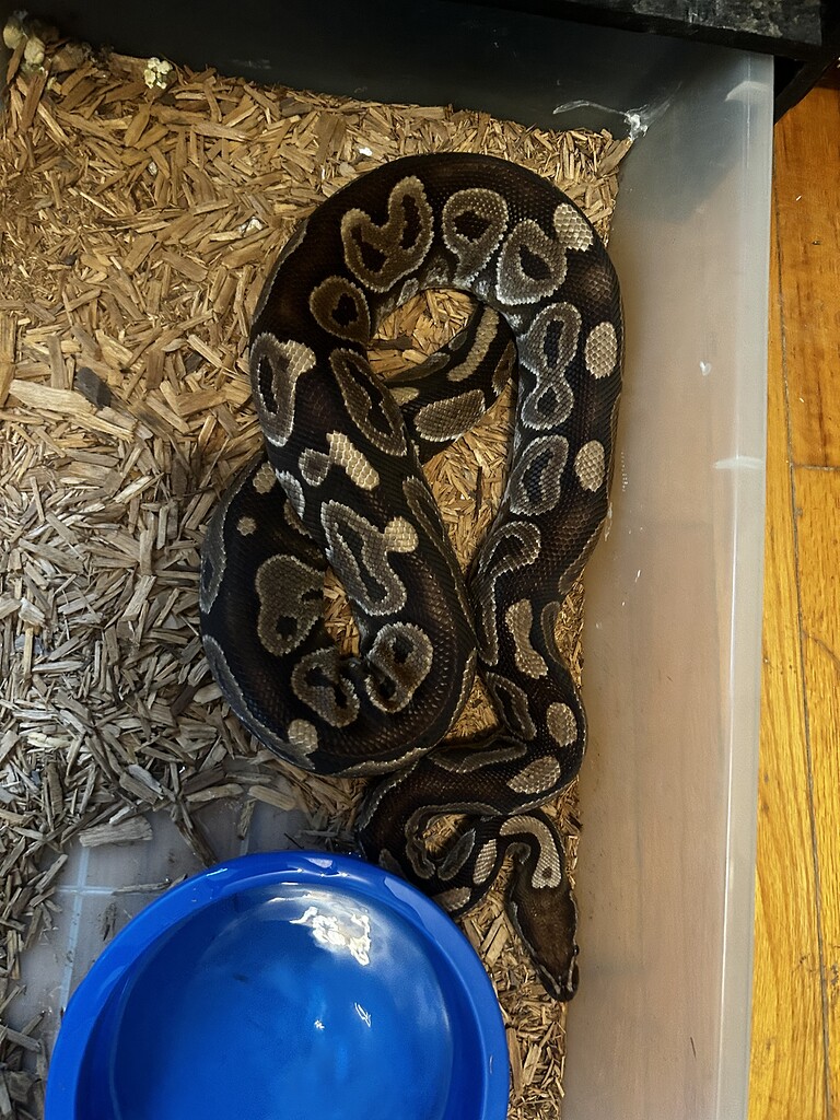 Identifying Red Axanthic Clutch - Ball Pythons - MorphMarket Reptile ...