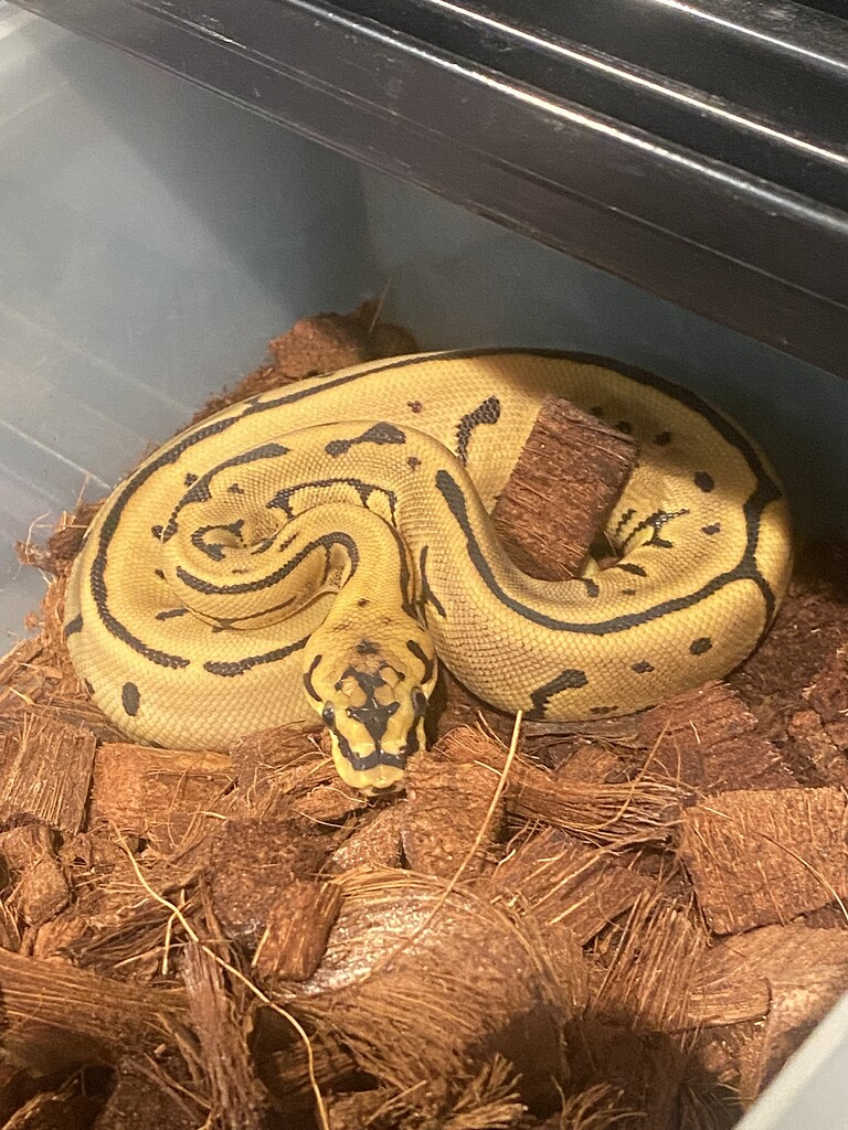 Quick morph identification needed! - Ball Pythons - MorphMarket Reptile ...