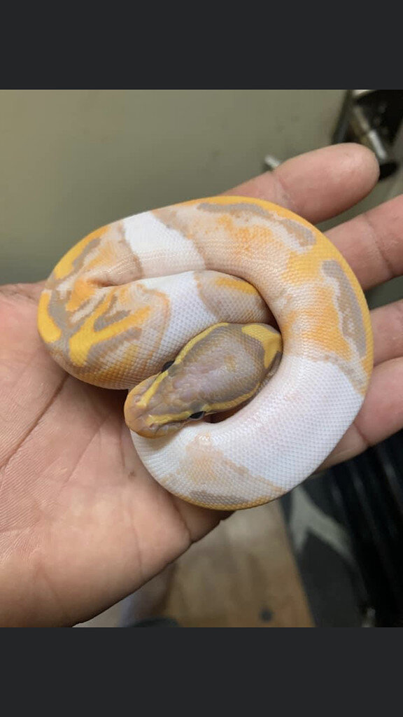Found my slice of banana pie - Ball Pythons - MorphMarket Reptile Community
