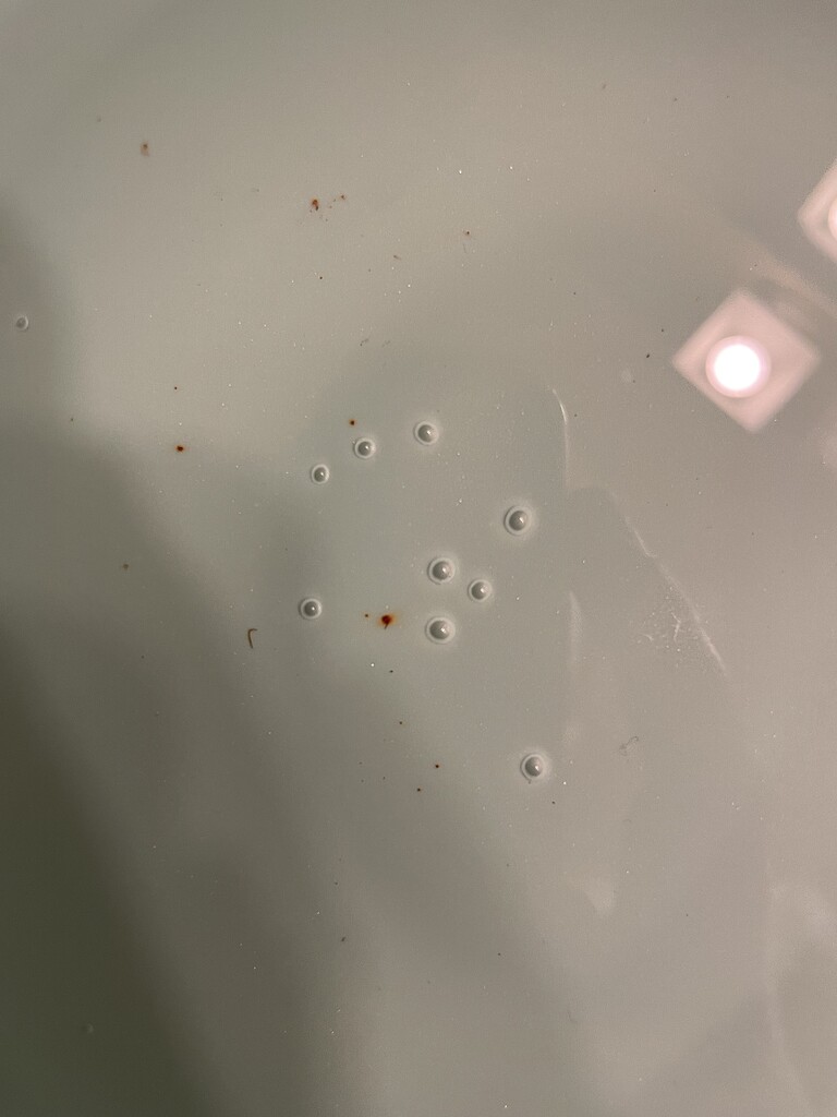 Help with Mites on Rescued Collection! - Ball Pythons - MorphMarket ...