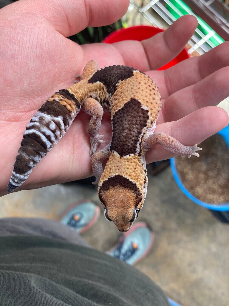 Comprehensive Breeding Guide Please? - Fat-Tailed Geckos - MorphMarket ...